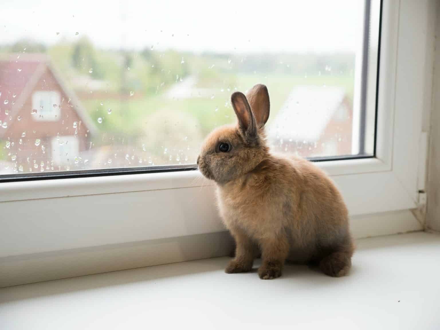 How to Identify if Your Pet Rabbit is Overheating and What to Do ...